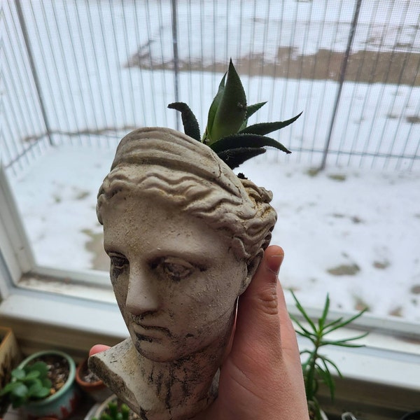 Diana Head & Neck Pot - Etsy