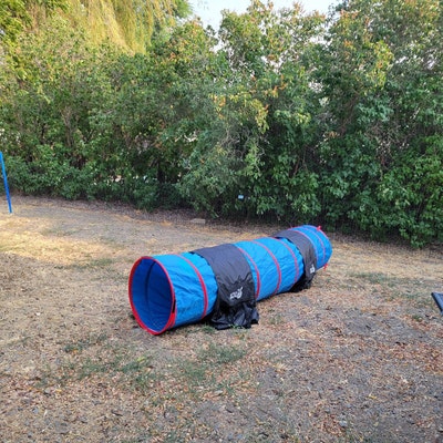 Better Sporting Dogs Practice See Saw Dog Agility Teeter Dog Agility ...