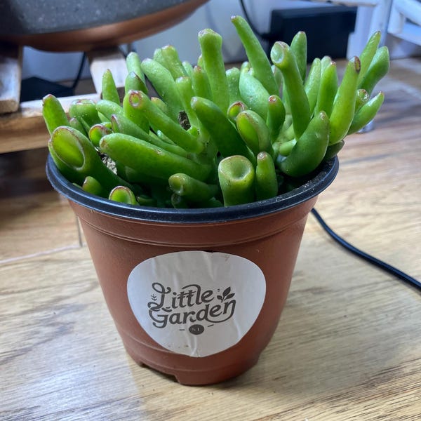 Gollum Jade Succulent 'shrek Ears' - Live Plant Decor (2"/4" Pot) - Etsy