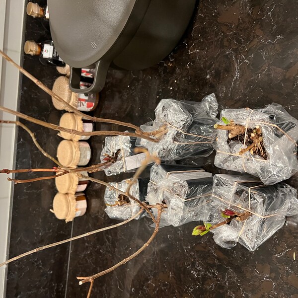 HYDRANGEA MACROPHYLLA 'FIREFLY' - Starter Plant -- Cutback/dormant ...