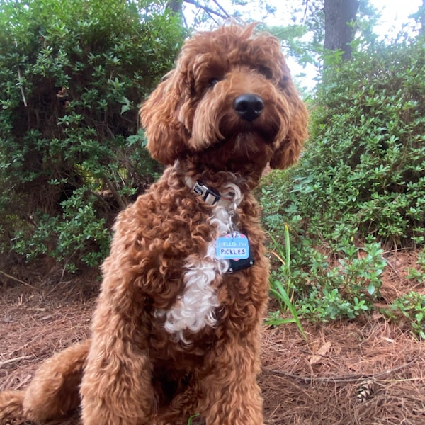 Custom Pet Tag for Dogs and Cats Personalized Weiner Hot Dog Tag Pet ID ...