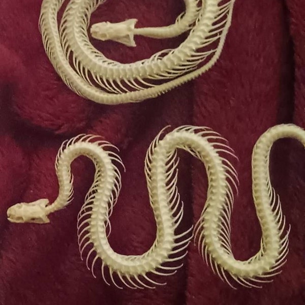 Bleached Snake Skeleton: Real Bone Spine With Skull (30cm) - Etsy