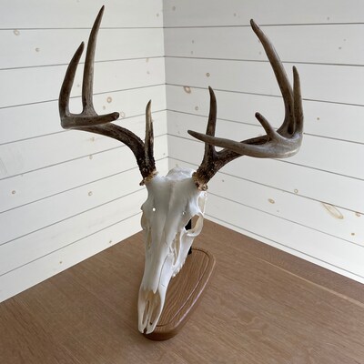 European Skull Mount Table Top Display Made With White Oak - Etsy