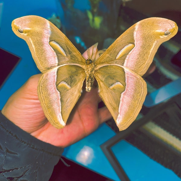 Samia Cynthia REAL Saturn Moth China - Etsy