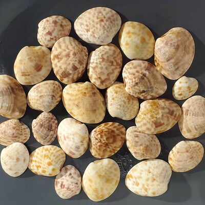 Dosinia Clam Shell, White Shells, Florida Gulf Coast, White, Textured ...