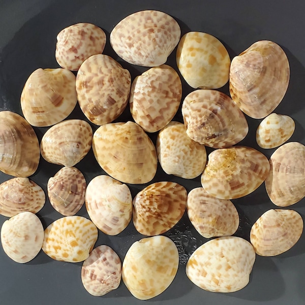 Natural Crushed Shells, 1 Lb Broken Shells, Shell Pieces, Vase Filler ...