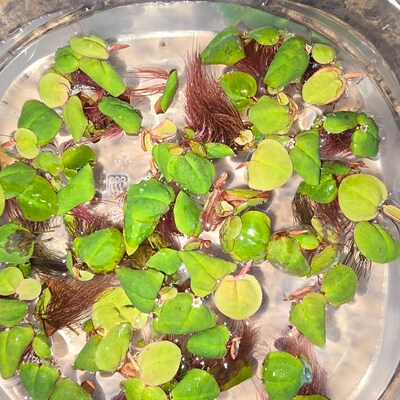 Red Root Floater, Phyllanthus Fluitans, Live Aquarium/floating/pond/aquatic Plant, Aquascaping ...