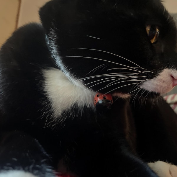 Cat Bells - Special Character Jingle Bells - Cat Collar Bells - Extra ...