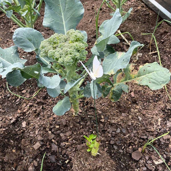 12 Cabbage Moth Decoy, White Butterfly on Stake, Cabbage Moth Decoys - Etsy