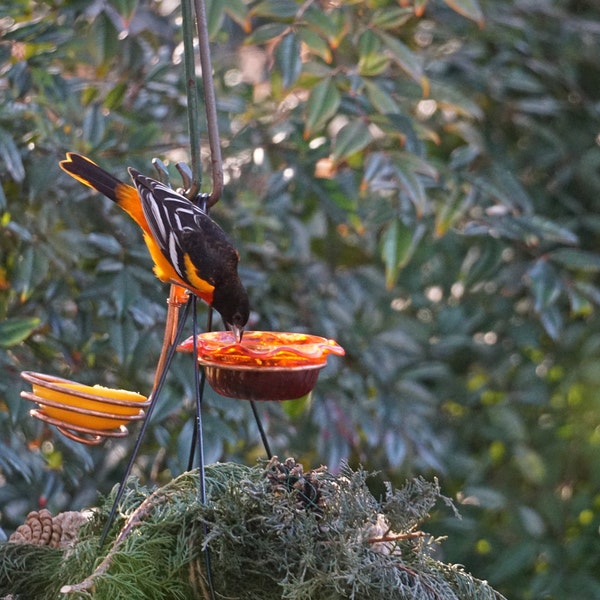 Window Oriole Feeder - Etsy