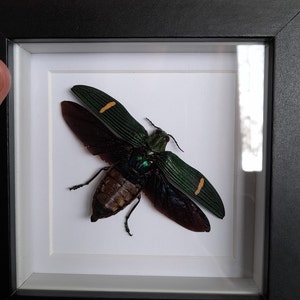 Adolphi Scarab Beetle. Specimen Only. - Etsy