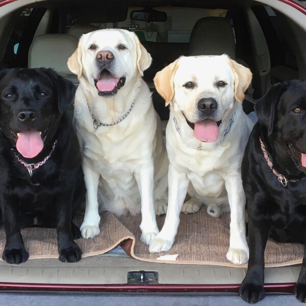 Puca Shell Necklace. Square Puca Shells Beads Strung on Wire. Silver ...