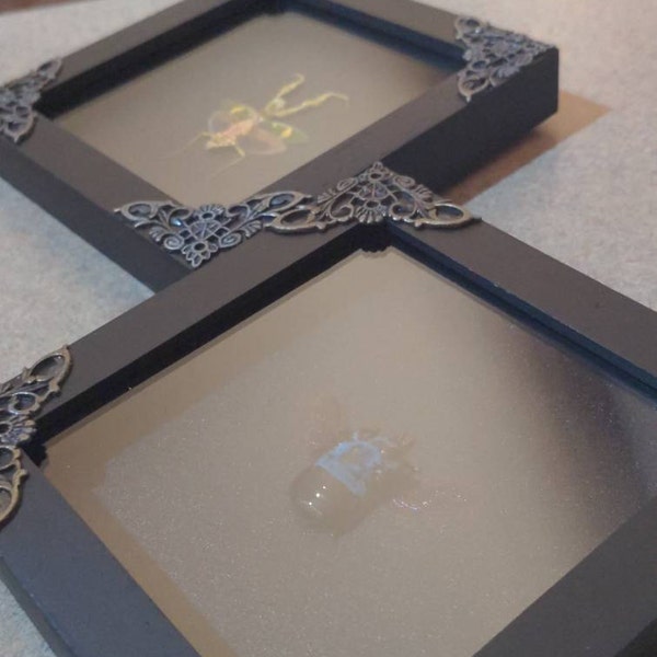 Real Framed Giant Actias Luna Moth 3D Floating Shadow Box Insect ...