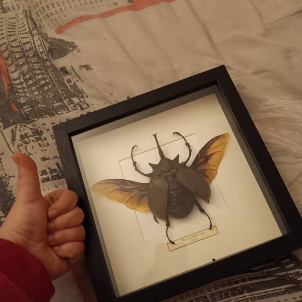 Mounted Fox (trophy) - Etsy