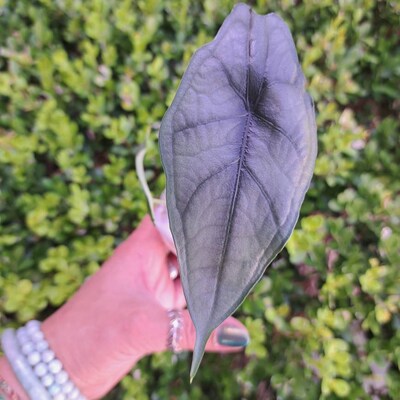 Handmade Propagation Station - Etsy