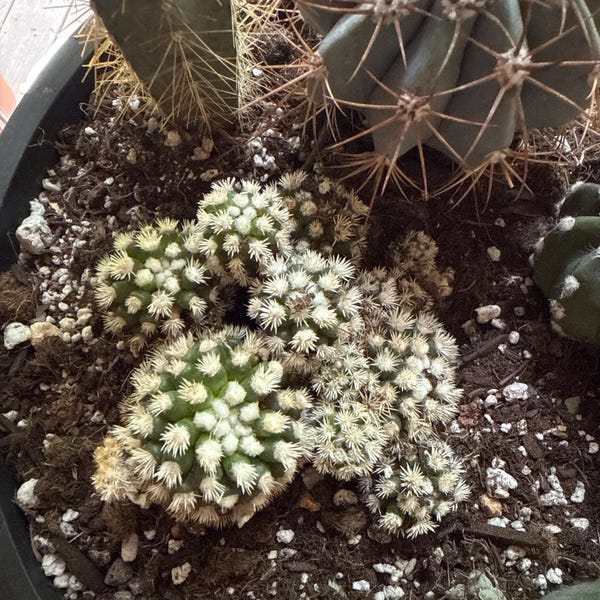 Blue Glow Agave | 3 Gallon | Live Succulent Plant | Cactus | Indoor ...