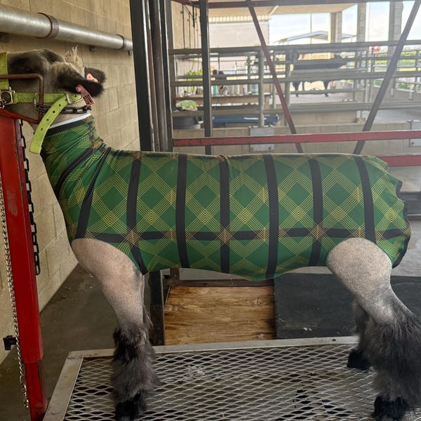 Custom Lamb Body Tubes (solid Colors) - Etsy