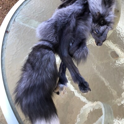 Beaver Fur Can and Bottle Cooler/cozy With Pink Neoprene Insert listing ...