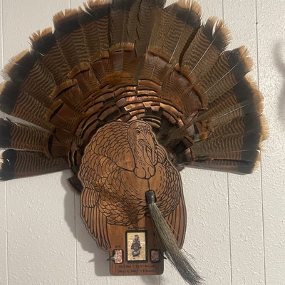Custom Turkey Plaque Tail Mount, Personalized, Unique Fan, Beard, and ...