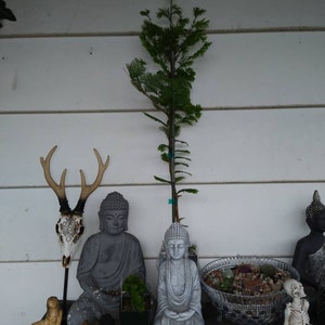 Cornus Sericea 'bergeson Compact' Dwarf Red Twig | Etsy