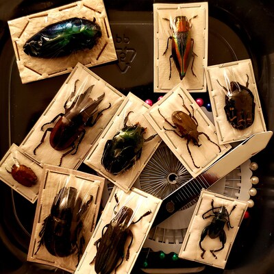Beetle Mounting Kit for Beginners, With Real Beetles and Tools - Etsy