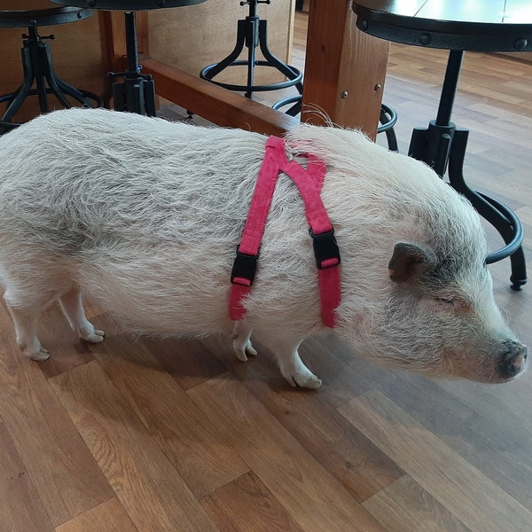 Adjustable Mini Pig Harness - Fushia TD - Etsy