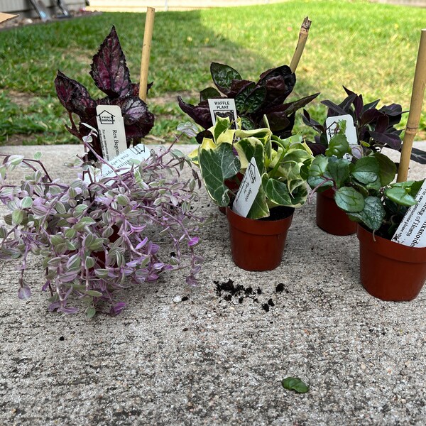 Foliage Gift Box, Box of 6 - Etsy