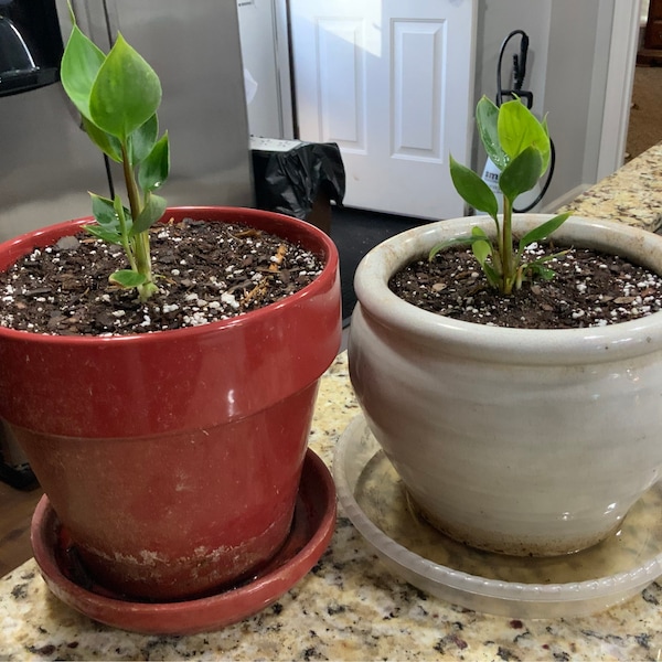 Golden Brush Dwarf Ginger - Burbidgea Schizocheila - Etsy