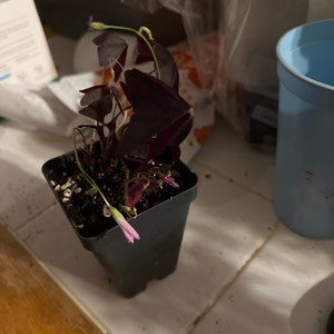 Begonia monica | Etsy