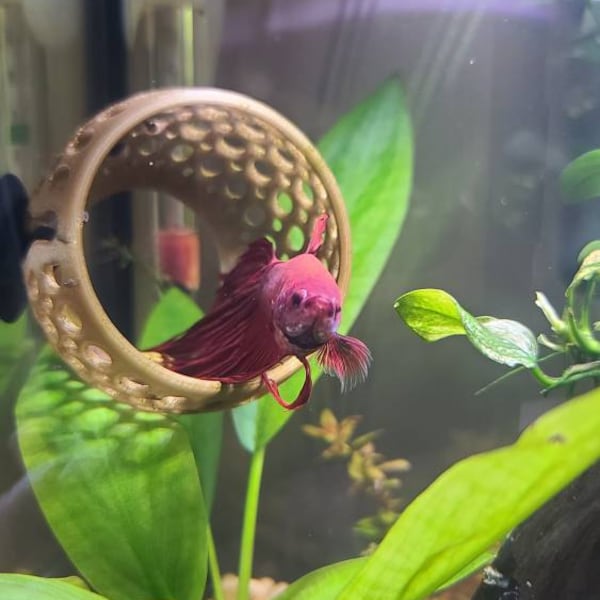 Betta Fish Cave Lounge Hammock, Aquarium Decor to Swim-through, Hide ...