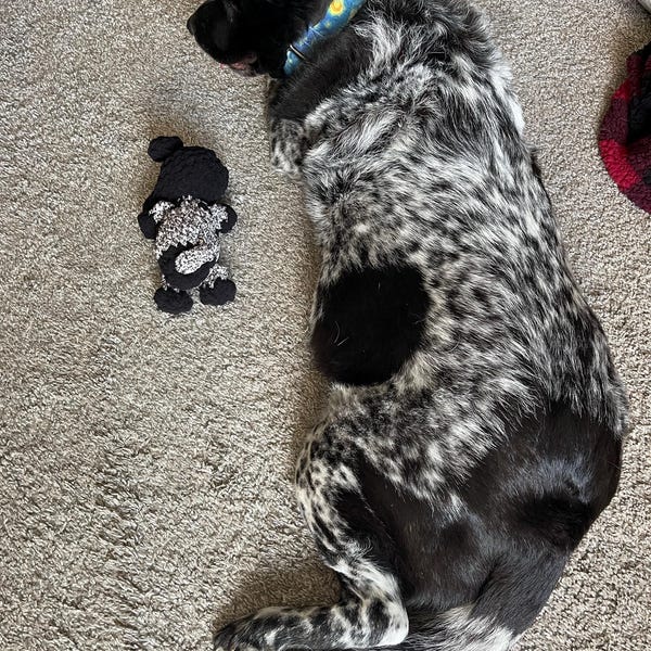 MADE TO ORDER | Crochet Texas Heeler/australian Cattle Dog Snuggler ...