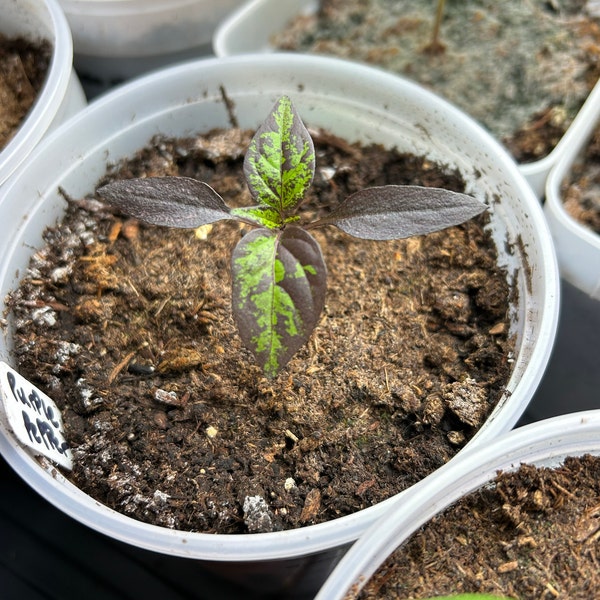 Dream Catcher Pepper Seeds - Micro Dwarf Pepper - Variegated Ornamental ...