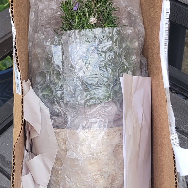 Clearance 20 Ixia Blue Bird Flower Bulbs From Easy to Grow - Etsy