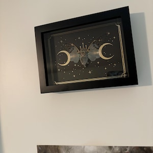 Real Atlas Moth Shadow Box Frame, Framed Attacus Atlas, Moth Taxidermy ...