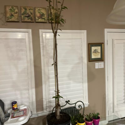 Jujube Li Tree 1 to 2 Feet Tall Grafted Tree Ship in 6 Pot - Etsy