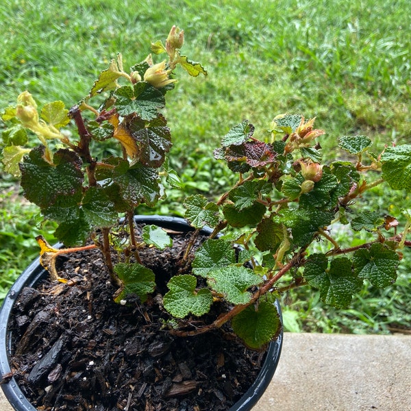 Taiwan Creeping Raspberry - Ground Cover - Edible Berries - Etsy