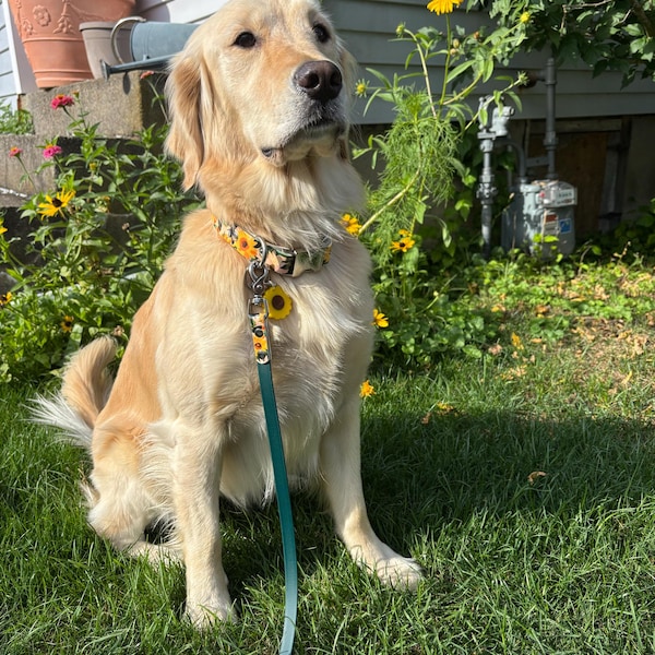 Biothane Long Line Dog Leash, 5/8 Inch Width Extra Long Leash, Recall ...