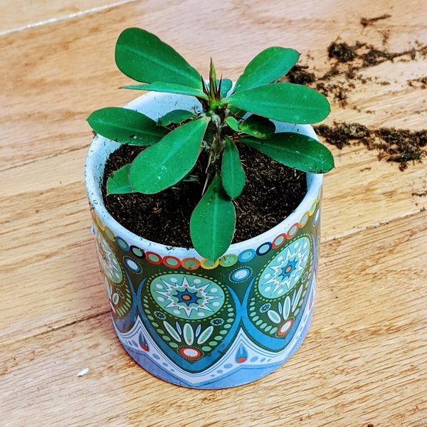 Dwarf Crown of Thorns Red Form euphorbia Milii Imperatae - Etsy