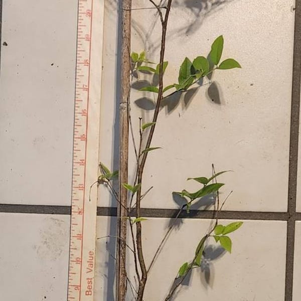 Manila Tamarind Trees, Camachile, Seema Chintakaya (pithecellobium ...