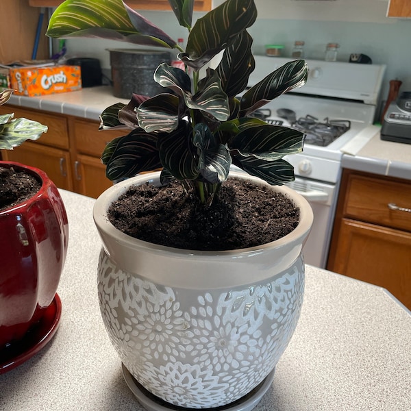 Calathea Ornata in 6" Pot, Prayer Plant - Etsy