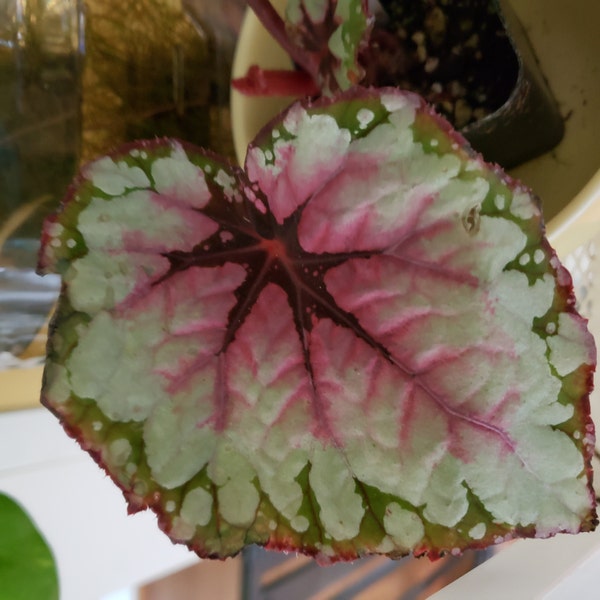 Rex Begonia 'raspberry Splash' BFF Exclusive - Etsy