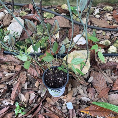 Afterglow Bougainvillea Small Well Rooted Starter Plantlive ...