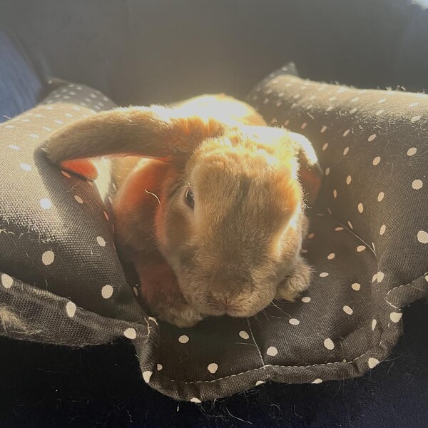 Discounted MYSTERY Classic Hop N' Flop® | Snuggle Burrow Flop Bed for ...