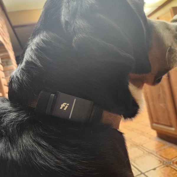 Fi Series 2 Collar Adapter - Etsy