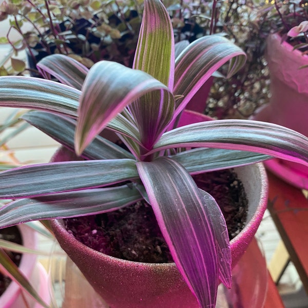 Rhoeo Discolor Tricolor (tradescantia Spathacea) - Etsy