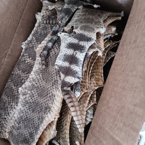 Authentic Diamondback Rattle Snake Hides, Leather, Crafts, Sewing ...