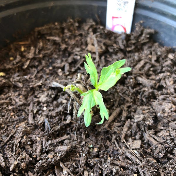 Cascade Harvest Red Raspberry- Very Large Firm Berries, Very Good ...