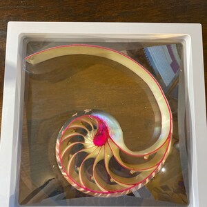 Rare 12-15 Cm Natural Large Conch Shells Natural Water Conch | Etsy