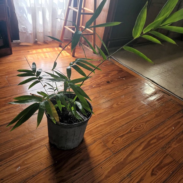 Tropical Blue Bamboo - Bambusa Chungii **NON-INVASIVE, CLUMPING** - Etsy