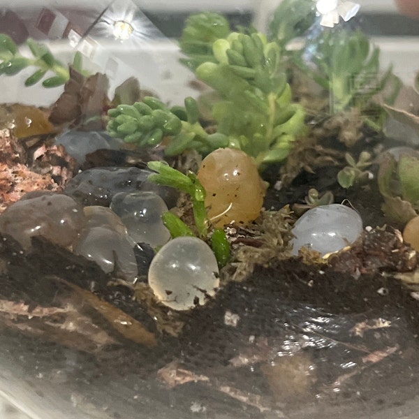 Desert - Terrarium Live Succulent Plant Flower in a Tiny Transparent ...